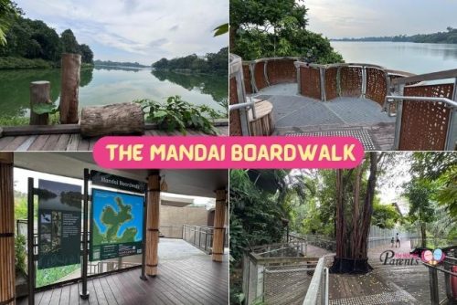 The Mandai Boardwalk opens to the Public, Adding More Opportunities for ...